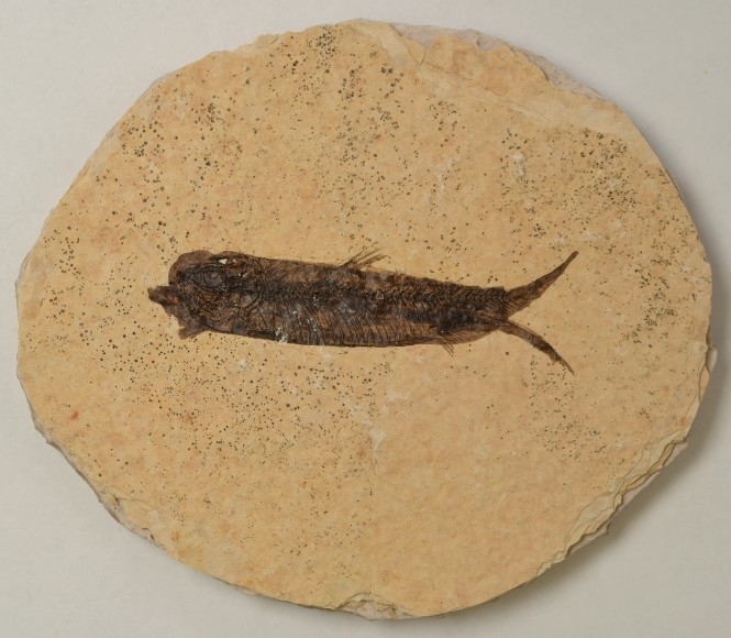 Fish Fossil: Green River Formation