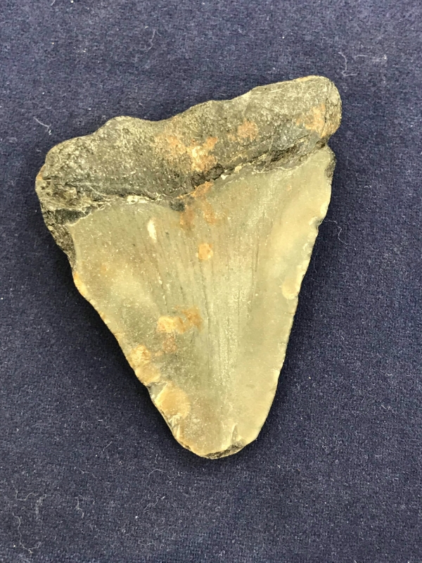 Pygmy White Shark Tooth