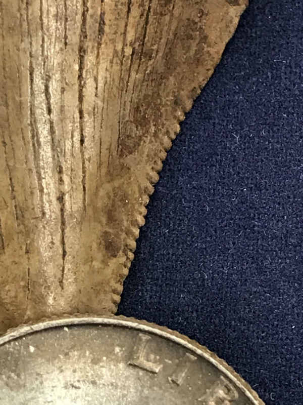 Megalodon Shark Tooth